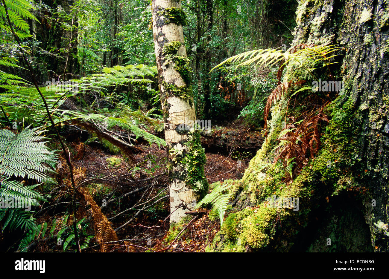 Myrtle Beech covered in moss and lichens in cool temperate rainforest ...