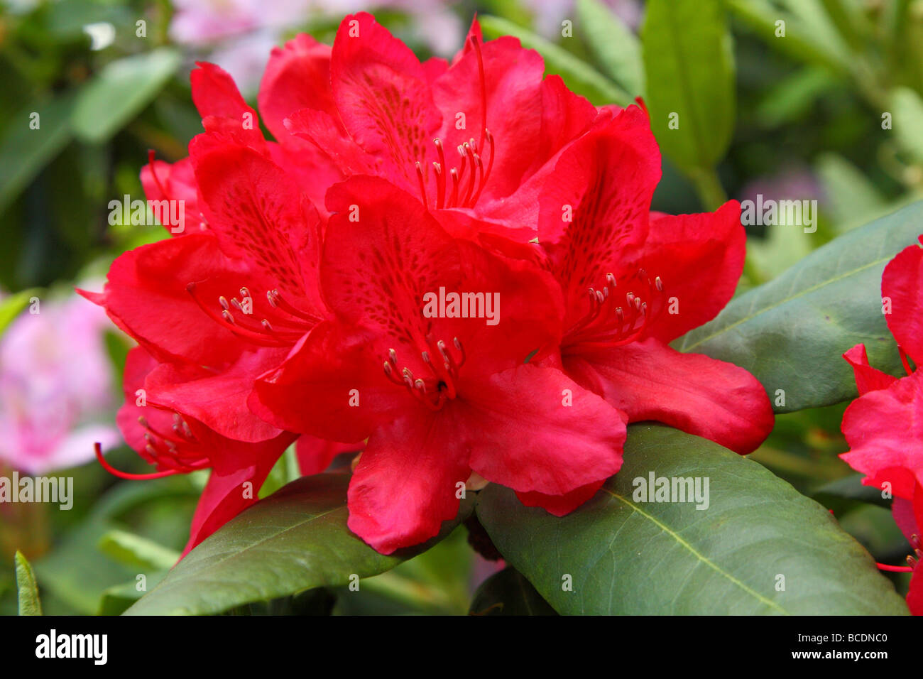 Red rhododendron flowers close up Rhododendron "Nova Zambia Stock Photo ...