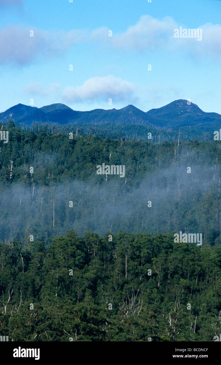 Emergent dead Eucalypt stags rise from cool temperate rainforest Stock ...