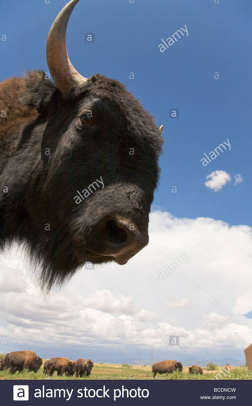 A bison peers at the camera Stock Photo - Alamy