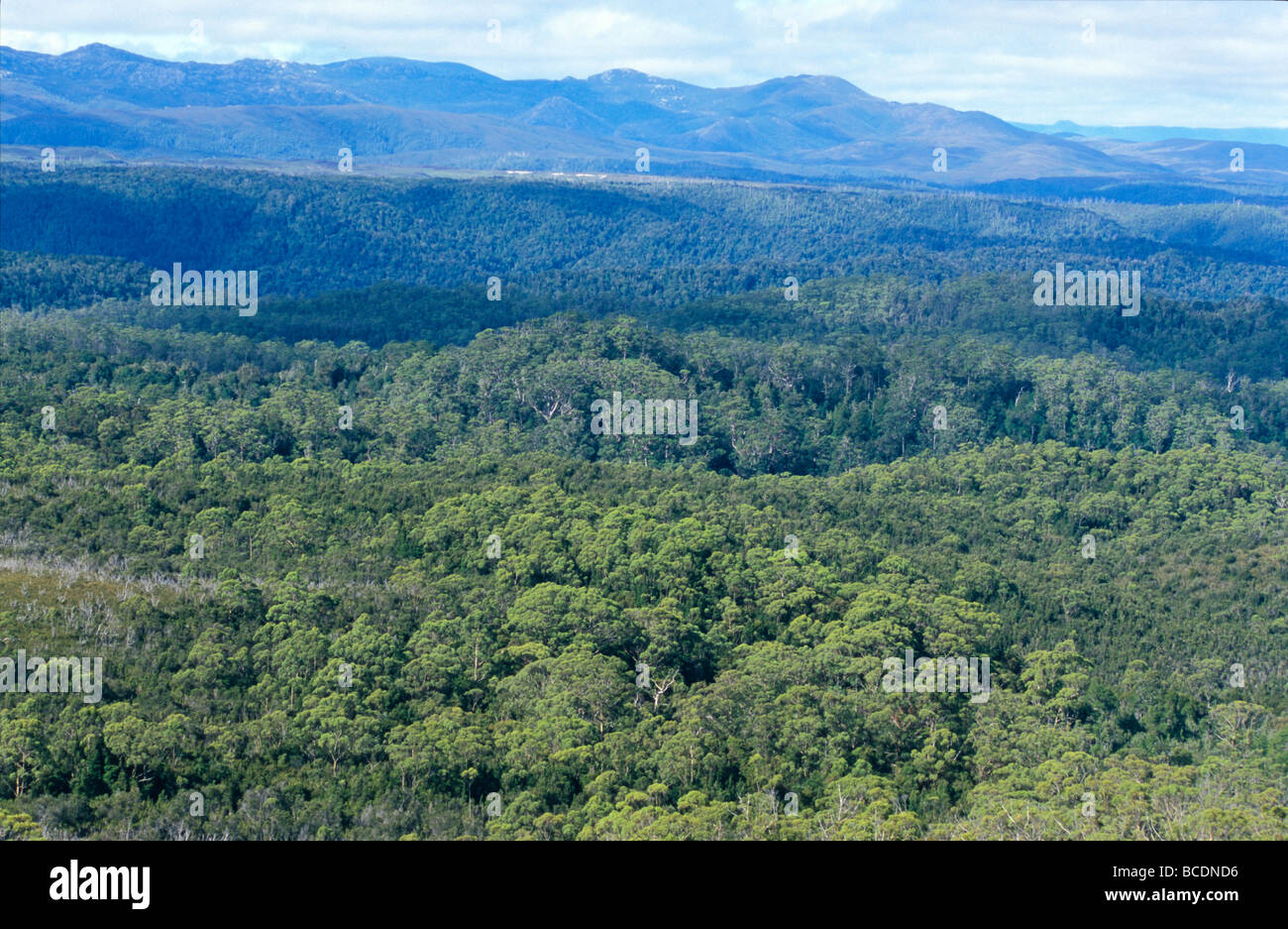 Tall wet eucalypt forest and adjacent cool temperate rainforest Stock ...