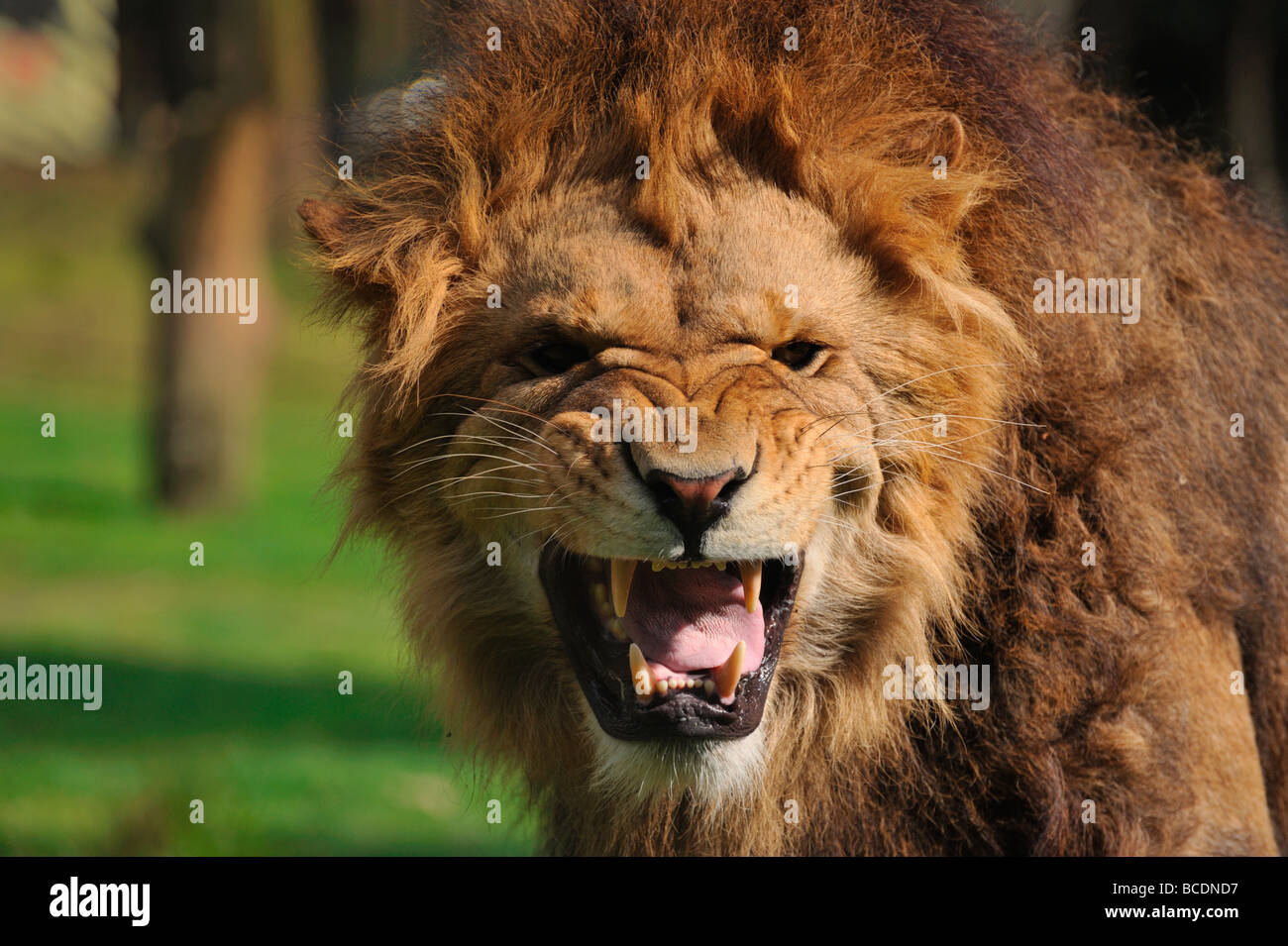 Angry lion hi-res stock photography and images - Alamy