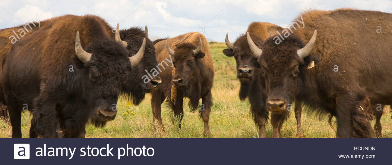 A herd of bison stand in a field Stock Photo - Alamy
