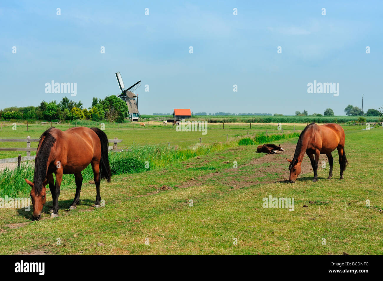 typical dutch landscape with windmill and horses on farmland Stock ...