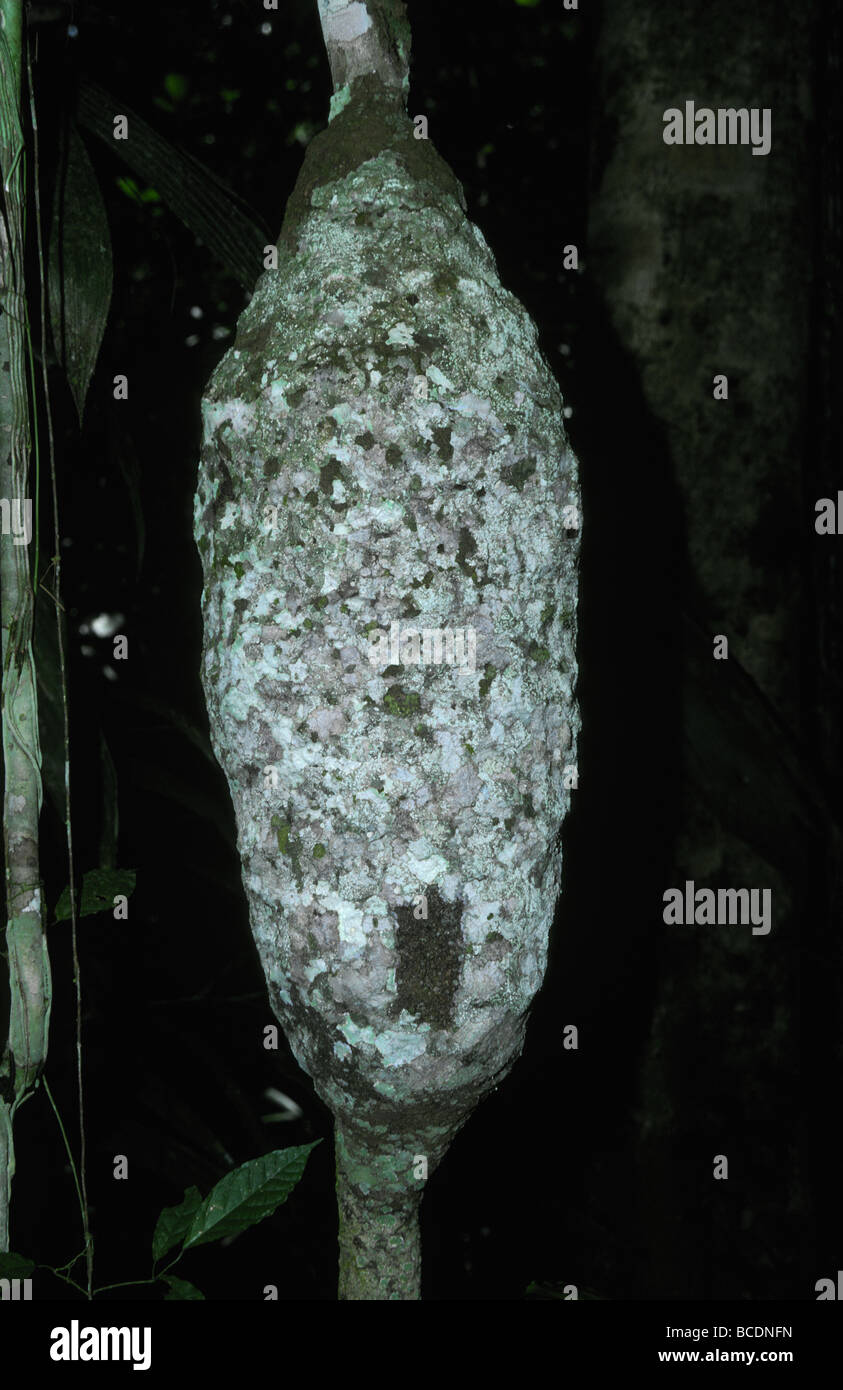 Amazon termite nest hi-res stock photography and images - Alamy