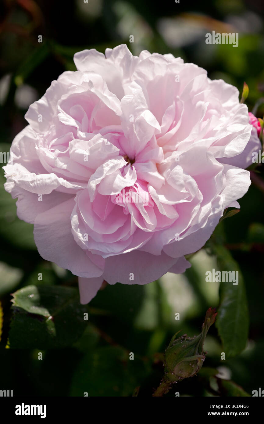 Rosa 'Fantin Latour' UK Stock Photo - Alamy