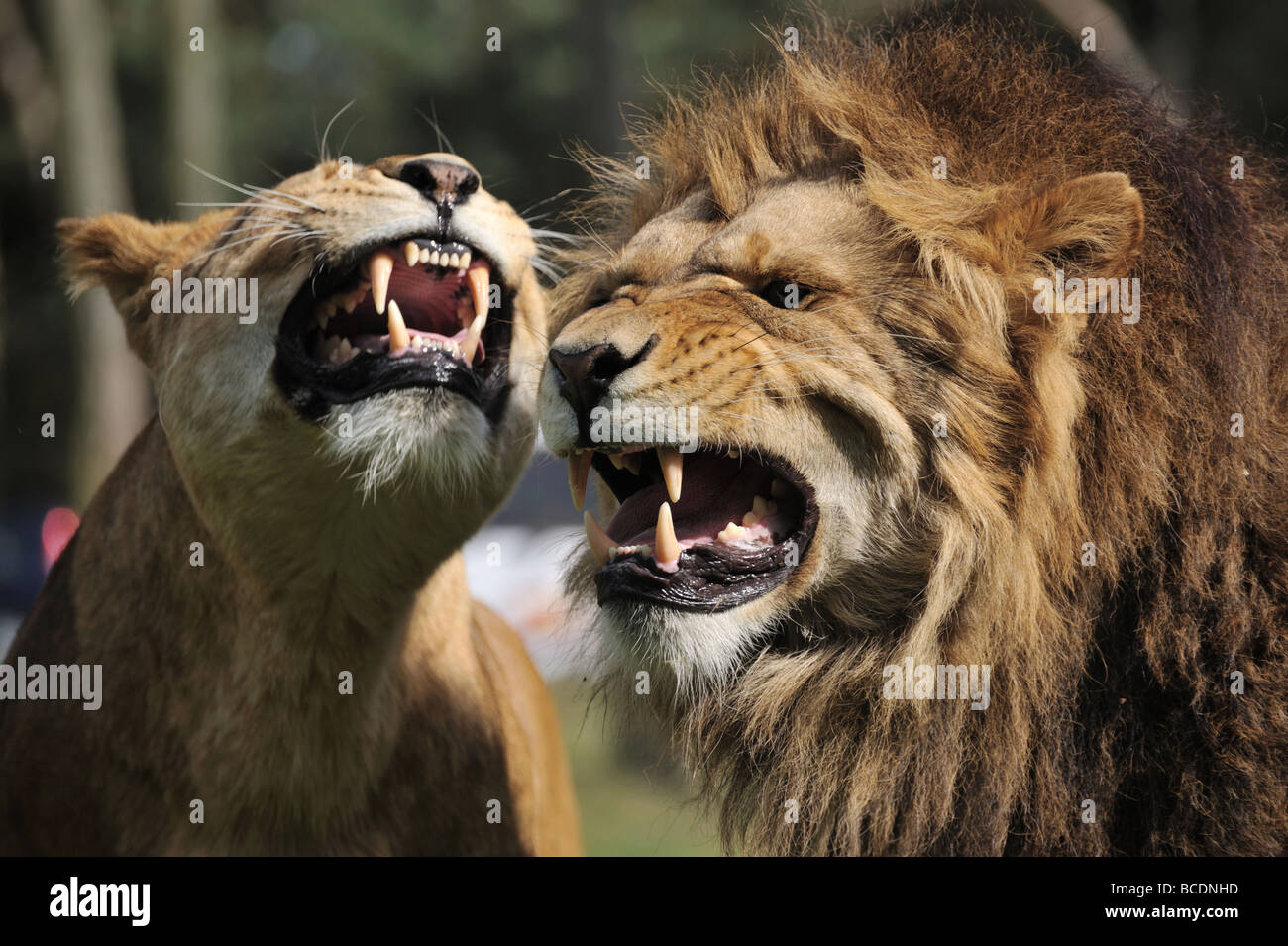 Angry Male Lion Pictures
