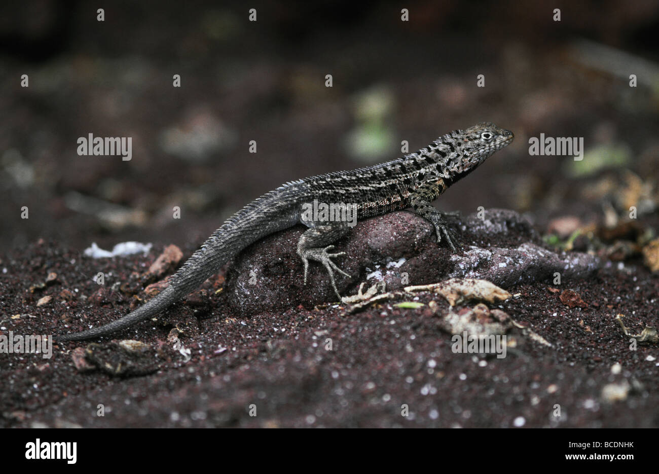 A Lava Lizard sun basking on a volcanic sand beach to thermoregulate ...