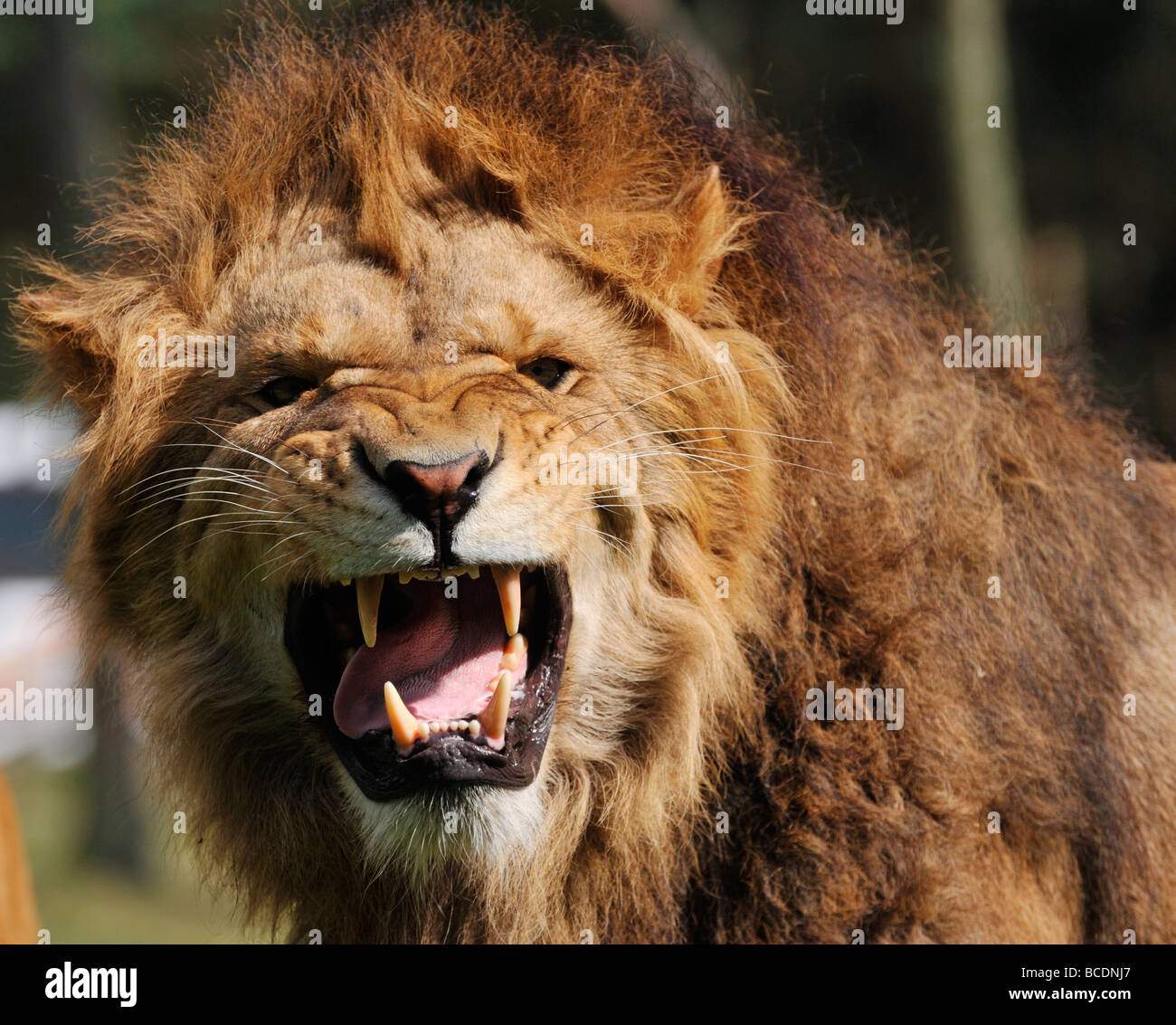 Angry male lion hi-res stock photography and images - Alamy