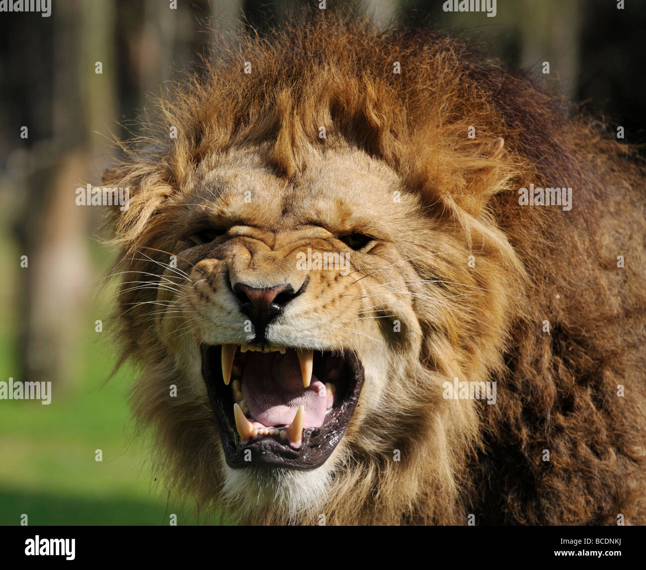 Close up of a big angry African male lion Stock Photo - Alamy