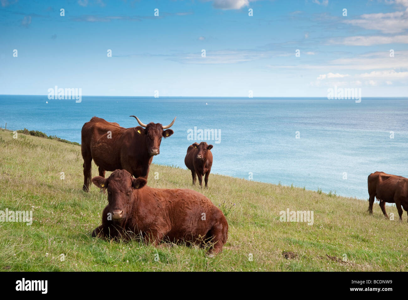 Cows on a field overlooking the Cornish Coast Stock Photo - Alamy