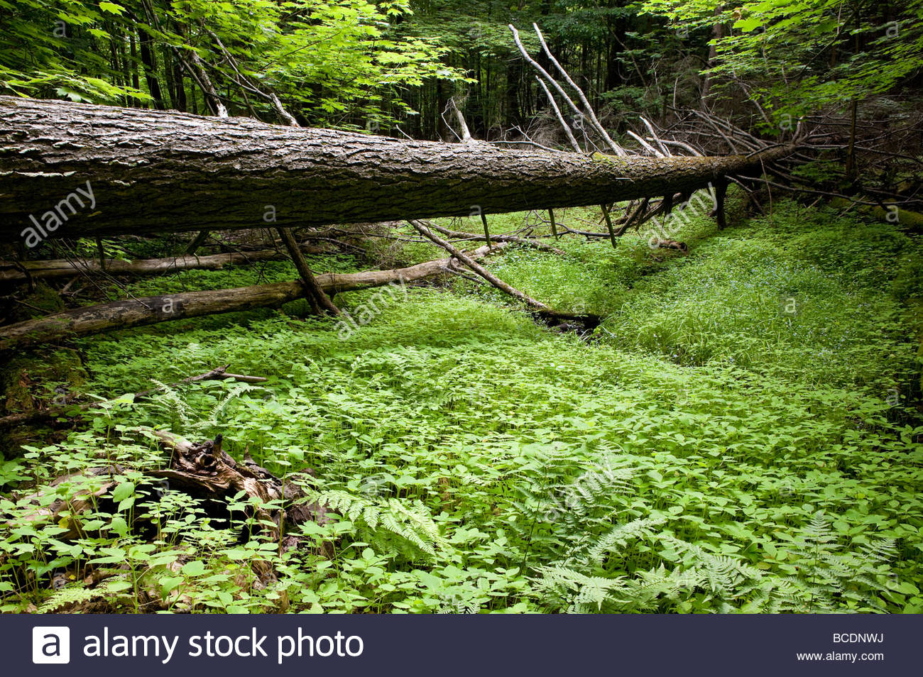 Undergrowth High Resolution Stock Photography and Images - Alamy
