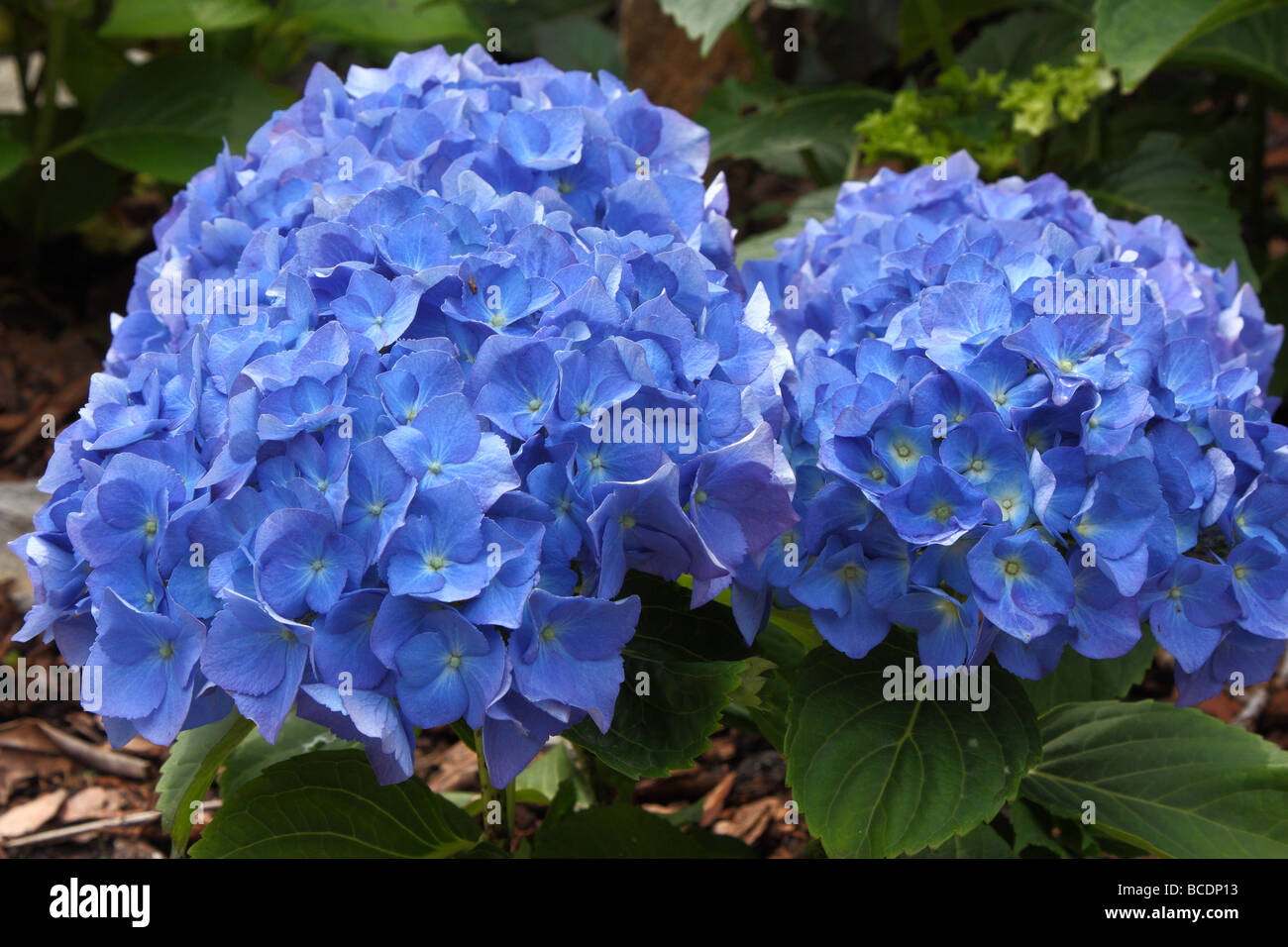 Blue hydrangea hi-res stock photography and images - Alamy