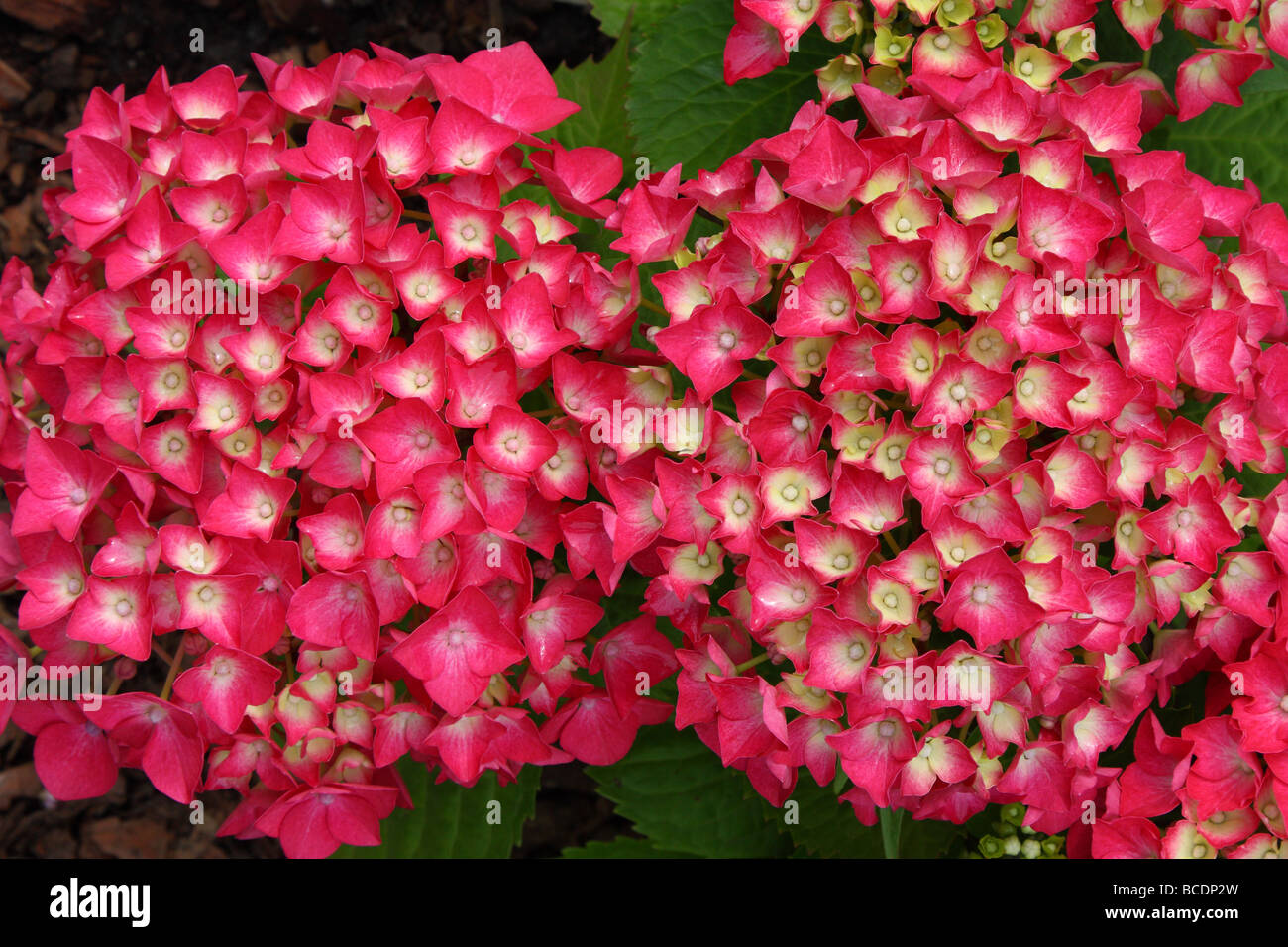 Red hydrangea flowers close up Stock Photo - Alamy