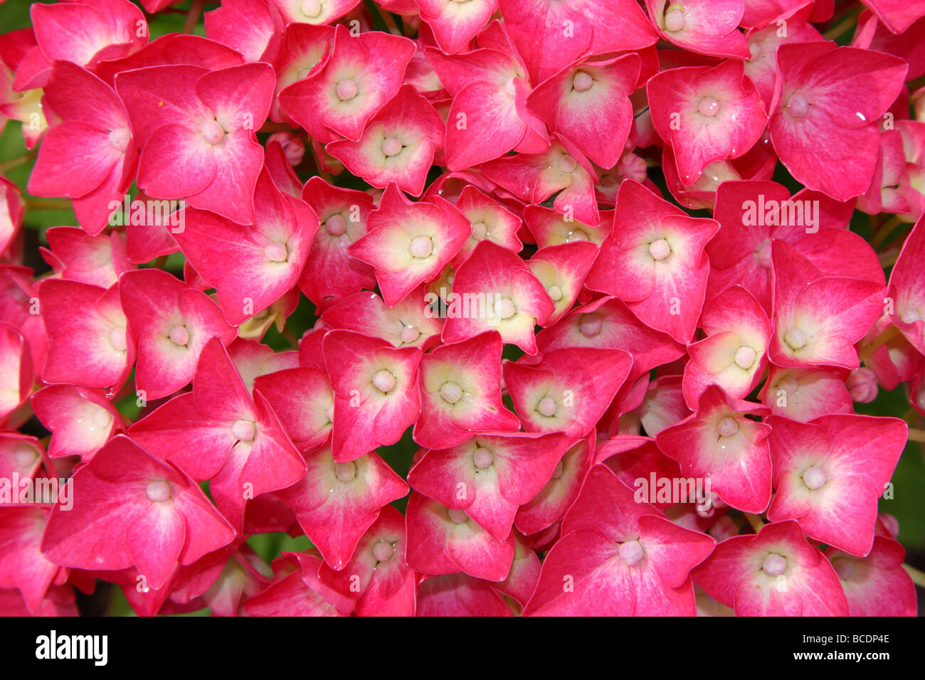 Red hydrangea flowers close up Stock Photo - Alamy