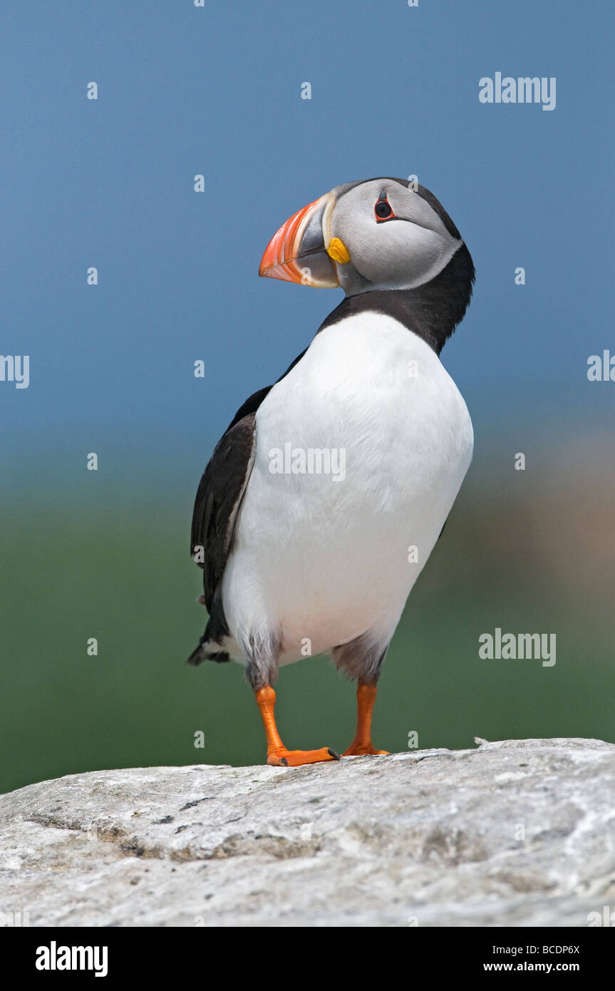 Puffin pose hi-res stock photography and images - Alamy