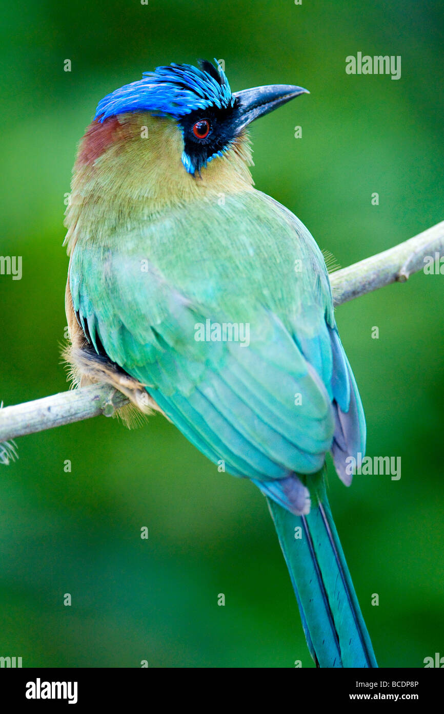 motmot bird (lat. momotus momota) sitting on a little branch with green ...