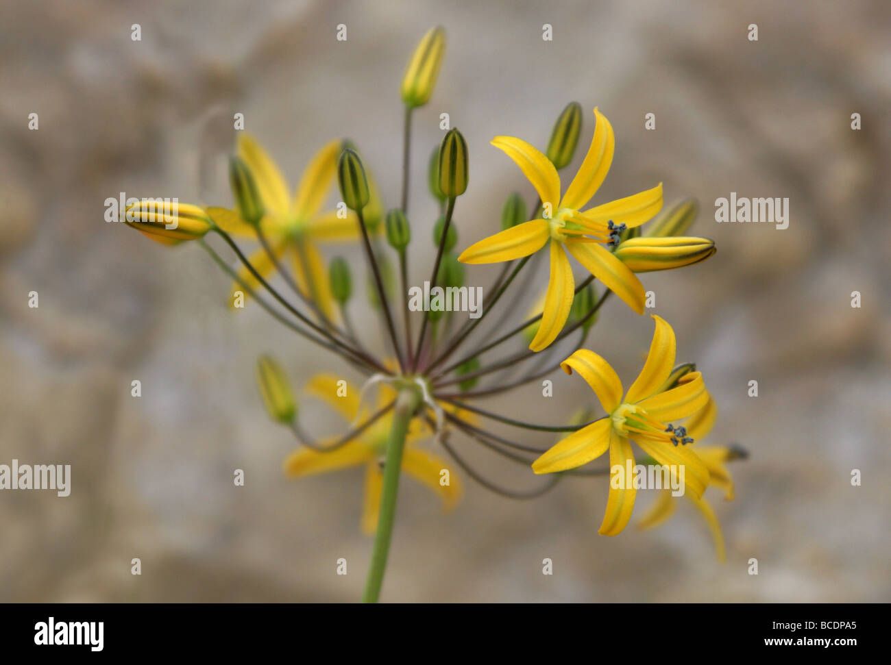 Goldenstar, Bloomeria crocea, Themidaceae, California, USA, North ...