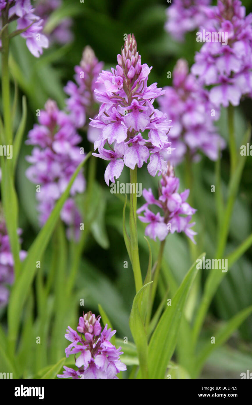 Madeiran Orchid aka Richly-leaved Dactylorhiza, Dactylorhiza foliosa ...