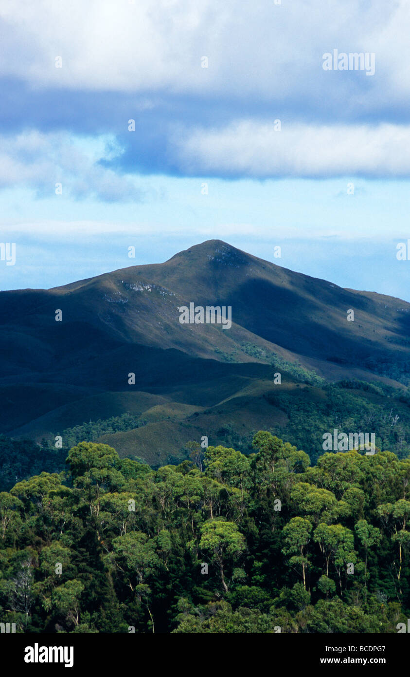 Buttongrass highlands rise over cool temperate rainforest mountains ...