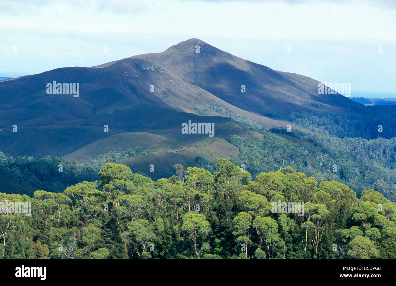 Buttongrass highlands rise over cool temperate rainforest mountains ...