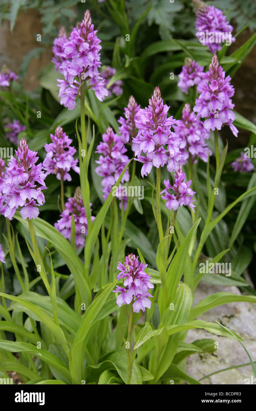 Madeiran Orchid aka Richly-leaved Dactylorhiza, Dactylorhiza foliosa ...