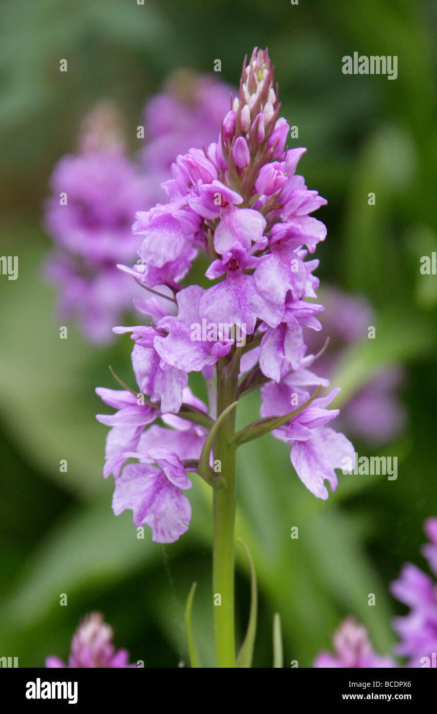 Madeiran Orchid aka Richly-leaved Dactylorhiza, Dactylorhiza foliosa ...