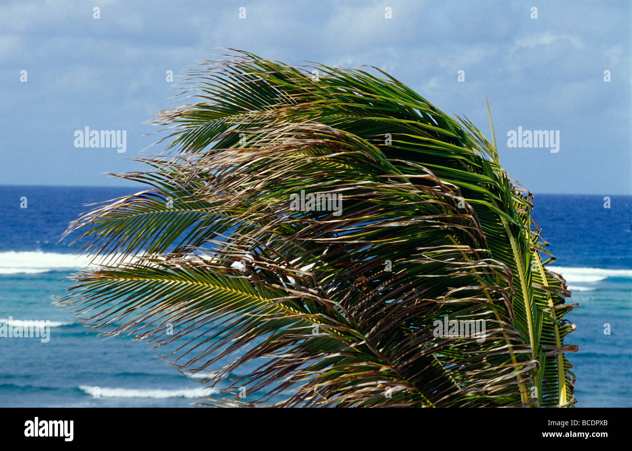 Strong tropical winds buffet palm tree fronds on a remote island Stock ...