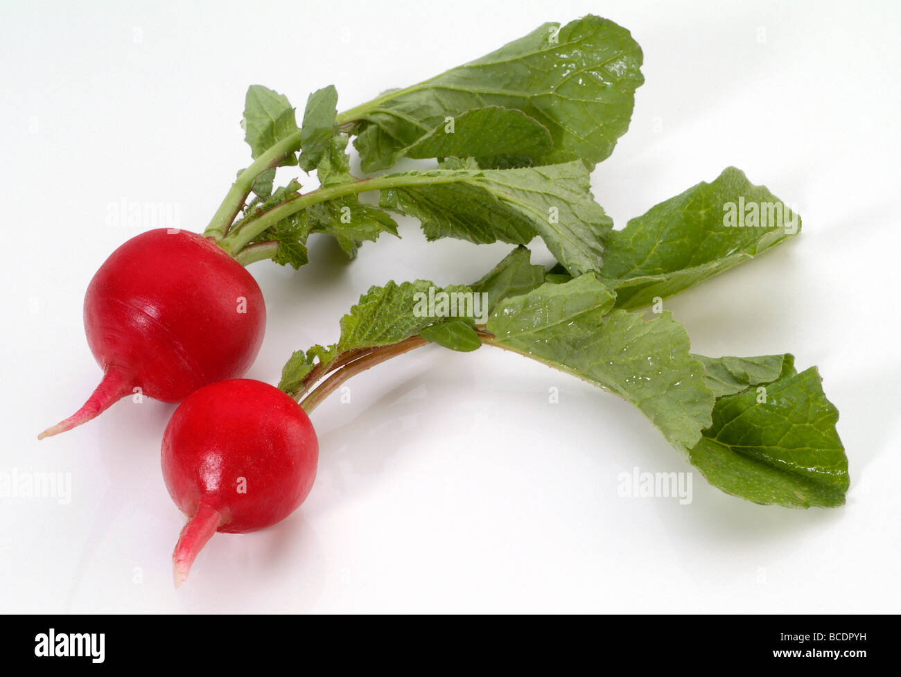 Two fresh radishes Stock Photo - Alamy