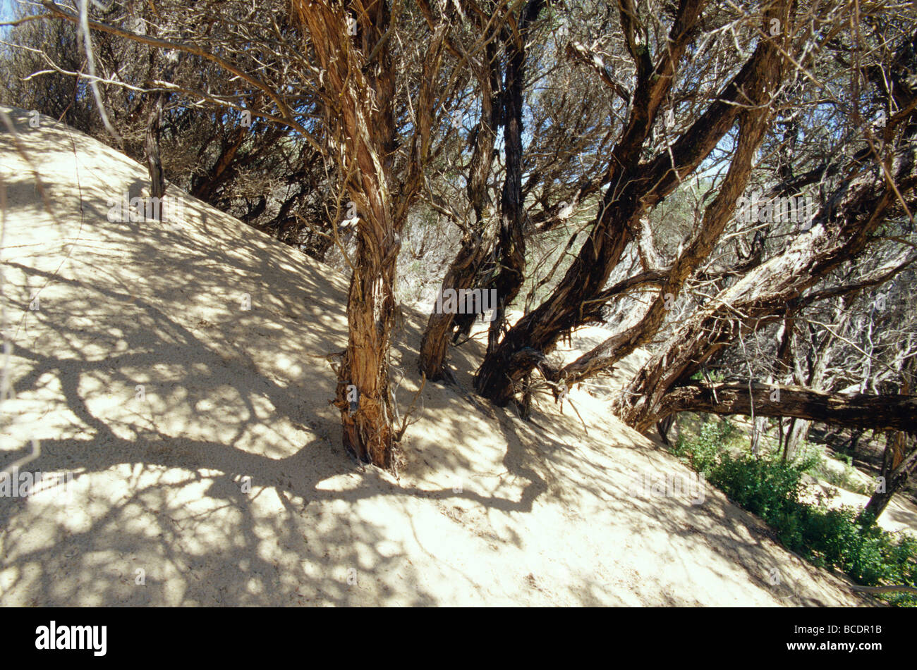 Coastal Tea Trees and shrubs emerge from a sand dune Stock Photo - Alamy