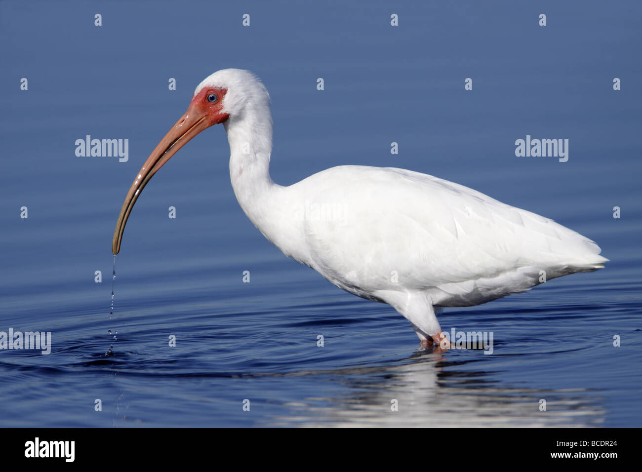 White Ibis feeding Stock Photo - Alamy