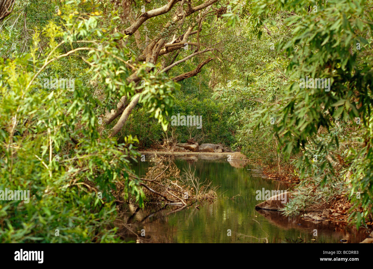 A tropical rainforest pool offers a cool respite in the dry season ...