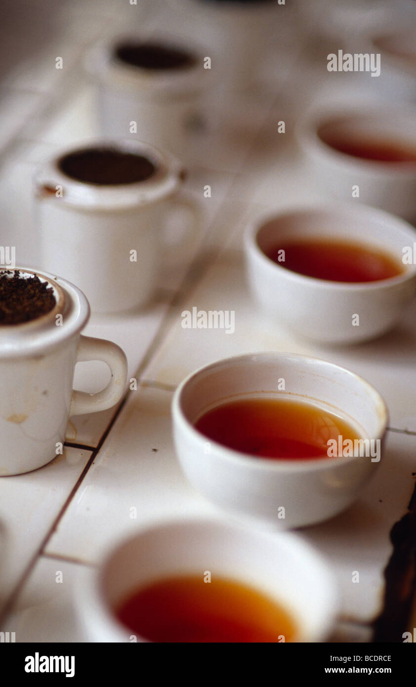 Small cups hold samples of freshly ground tea for taste testing Stock ...