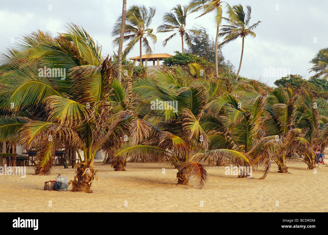 Empty tropical beach palm trees hi-res stock photography and images - Alamy