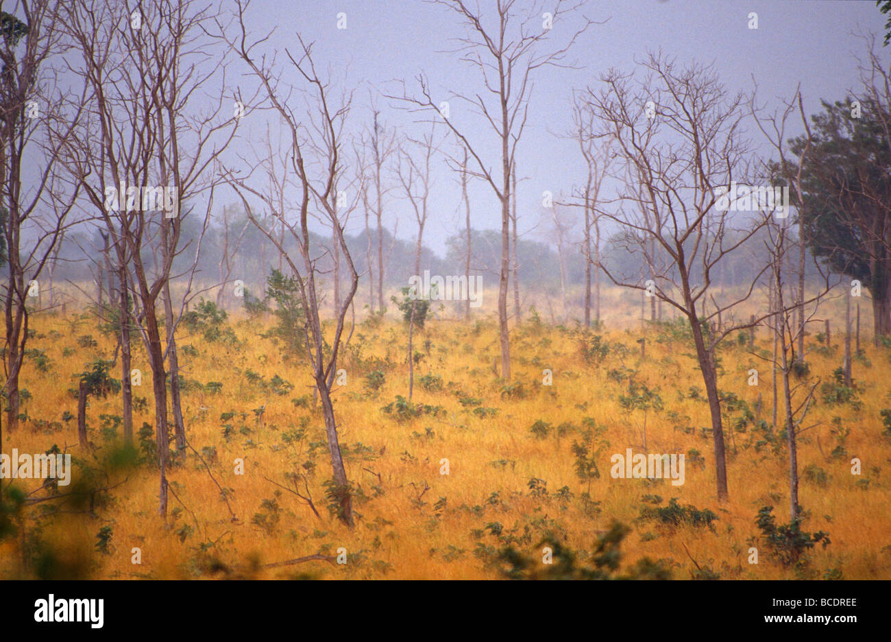 The first rains break the dry season falling on the parched savannah ...