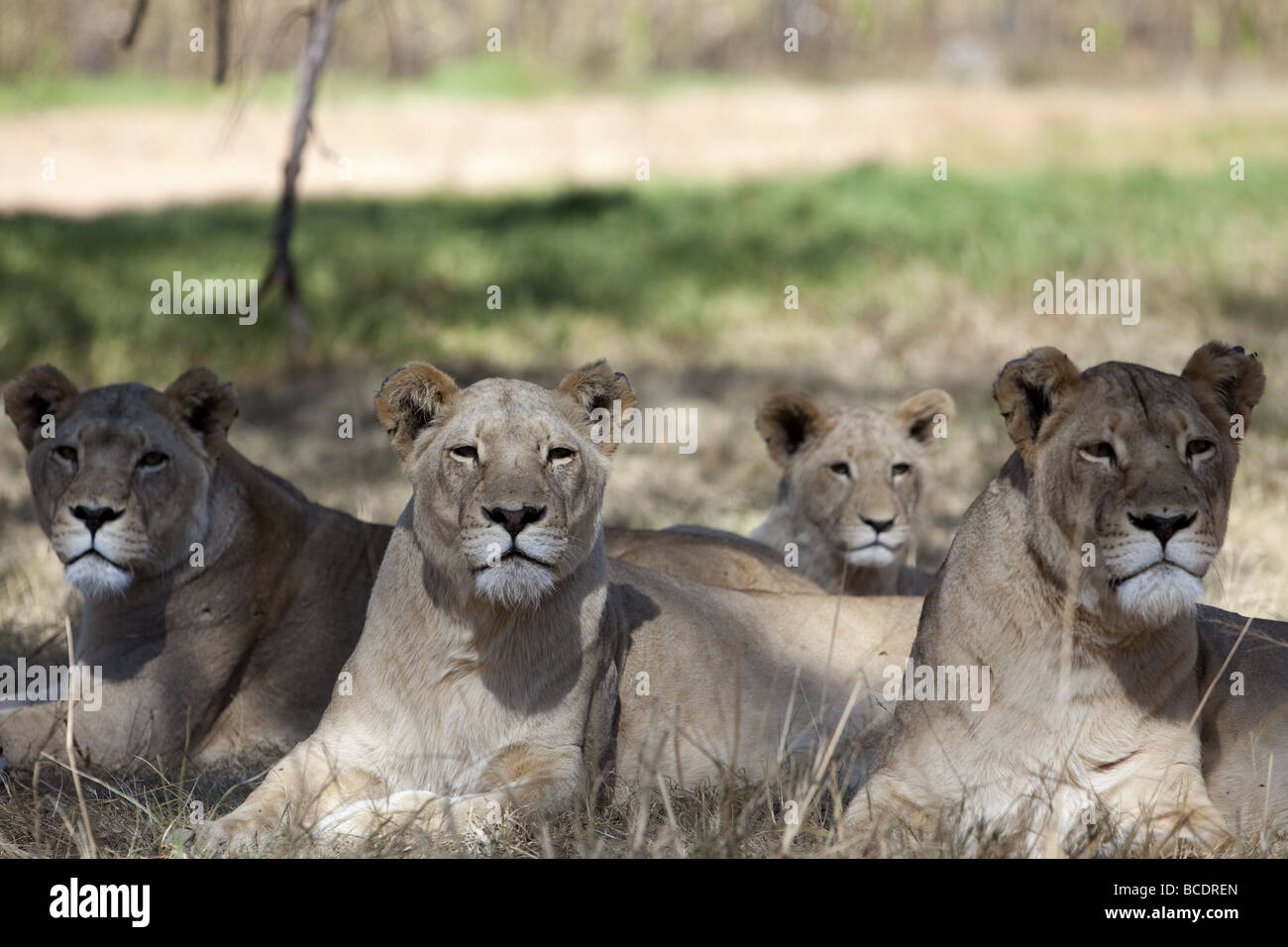 A group of Female Lioness Stock Photo - Alamy