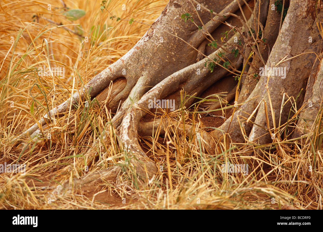 The twisted roots of a Banyan Tree sink into dry grasses and earth ...