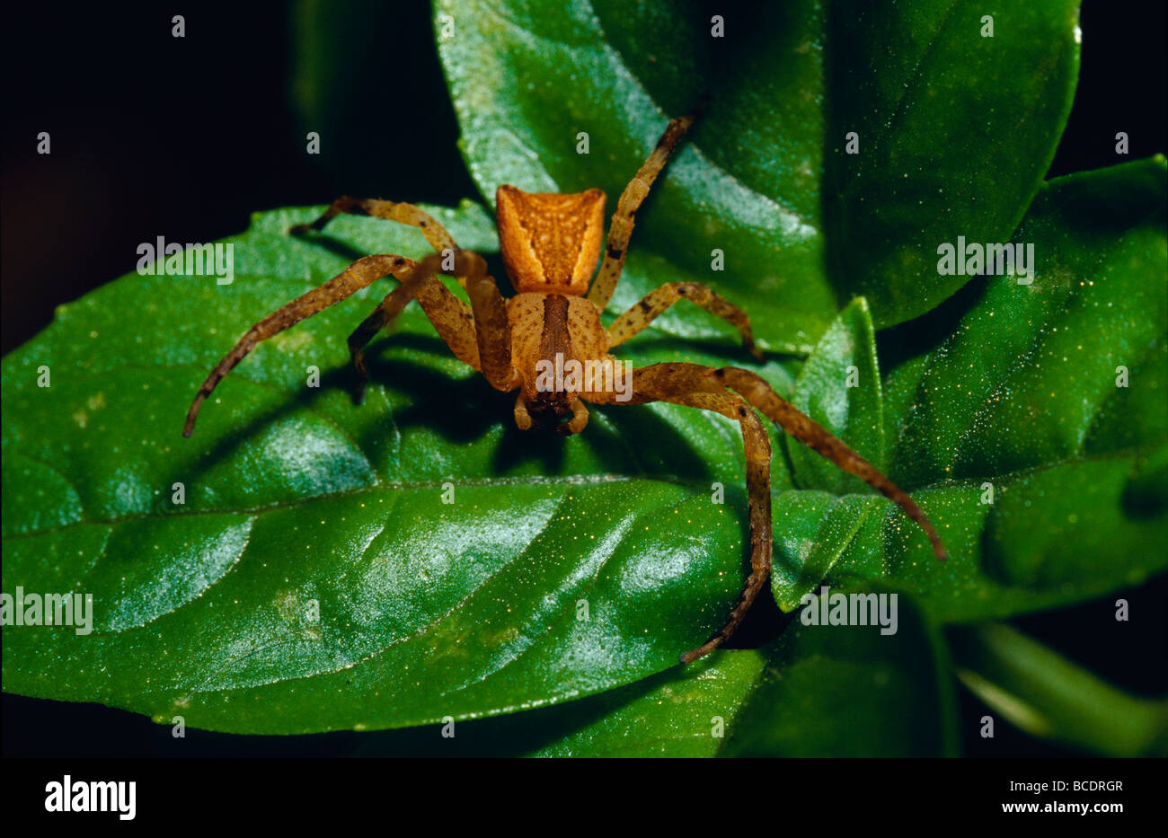 A bright orange spider in a defensive posture on a green mint leaf ...