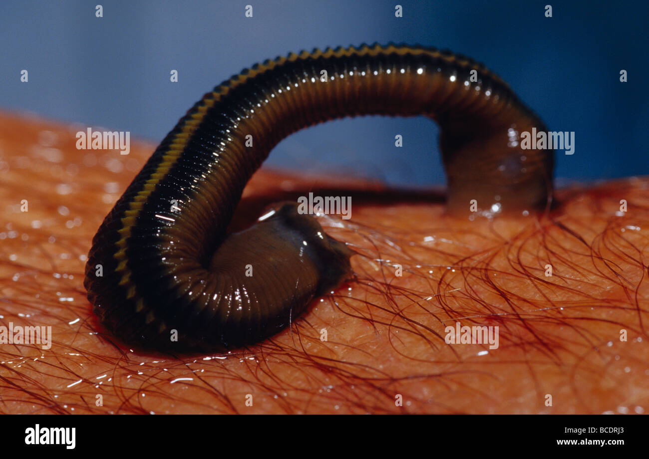 Australian leeches hi-res stock photography and images - Alamy