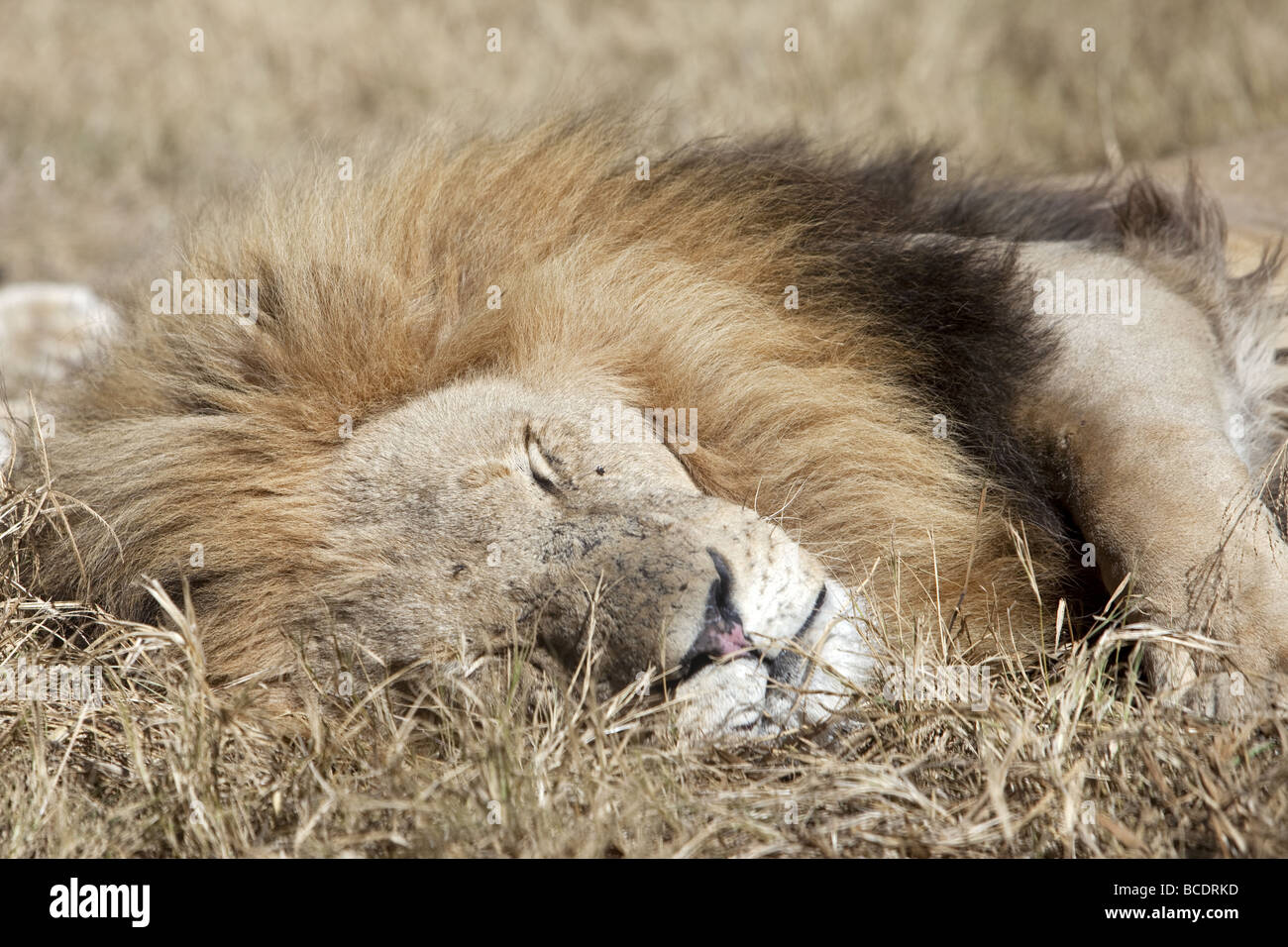 Head shot of a Male lion sleeping Stock Photo - Alamy