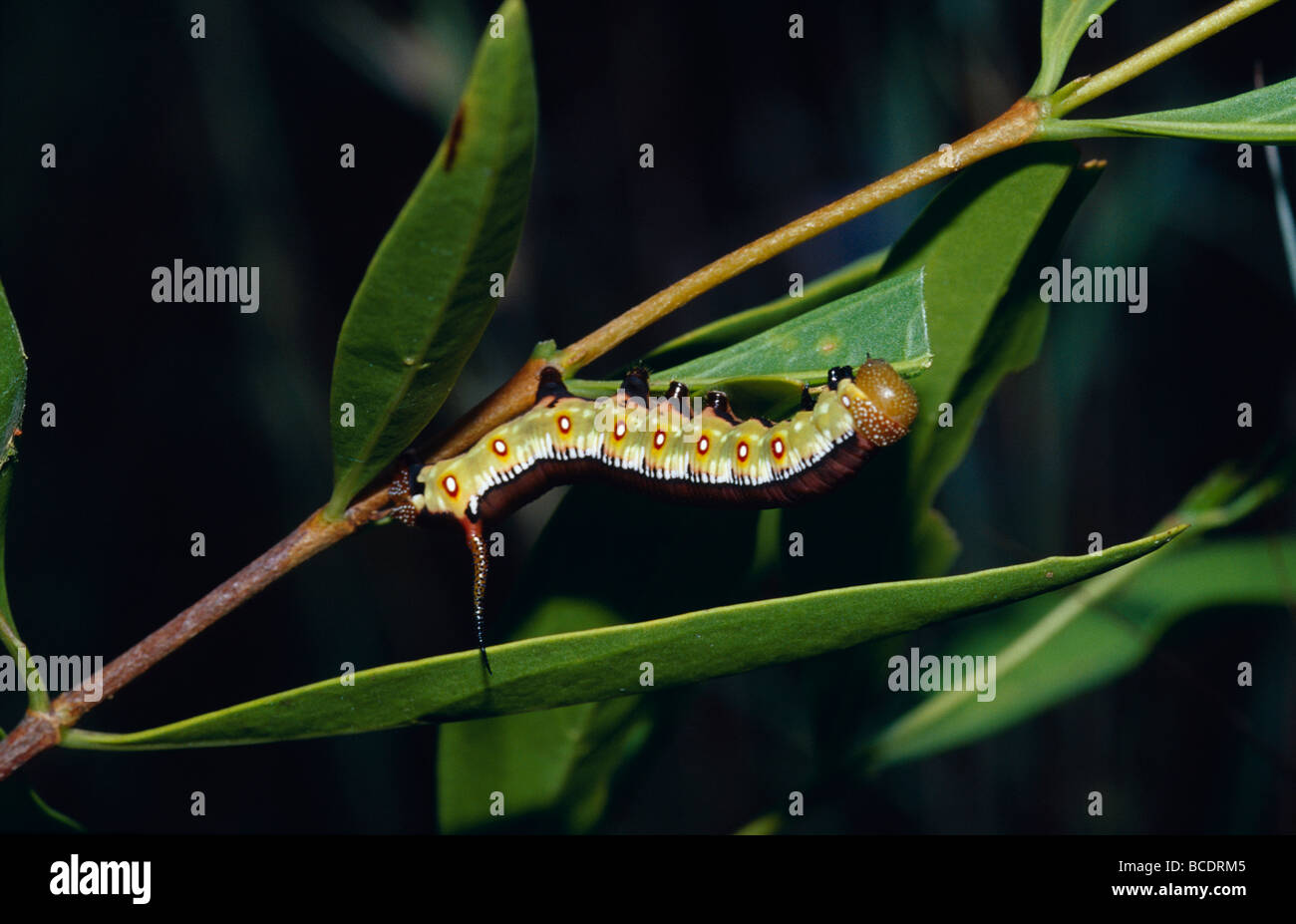 The caterpillar of Cephonodes kingii, a moth, feeding on fresh leaves ...
