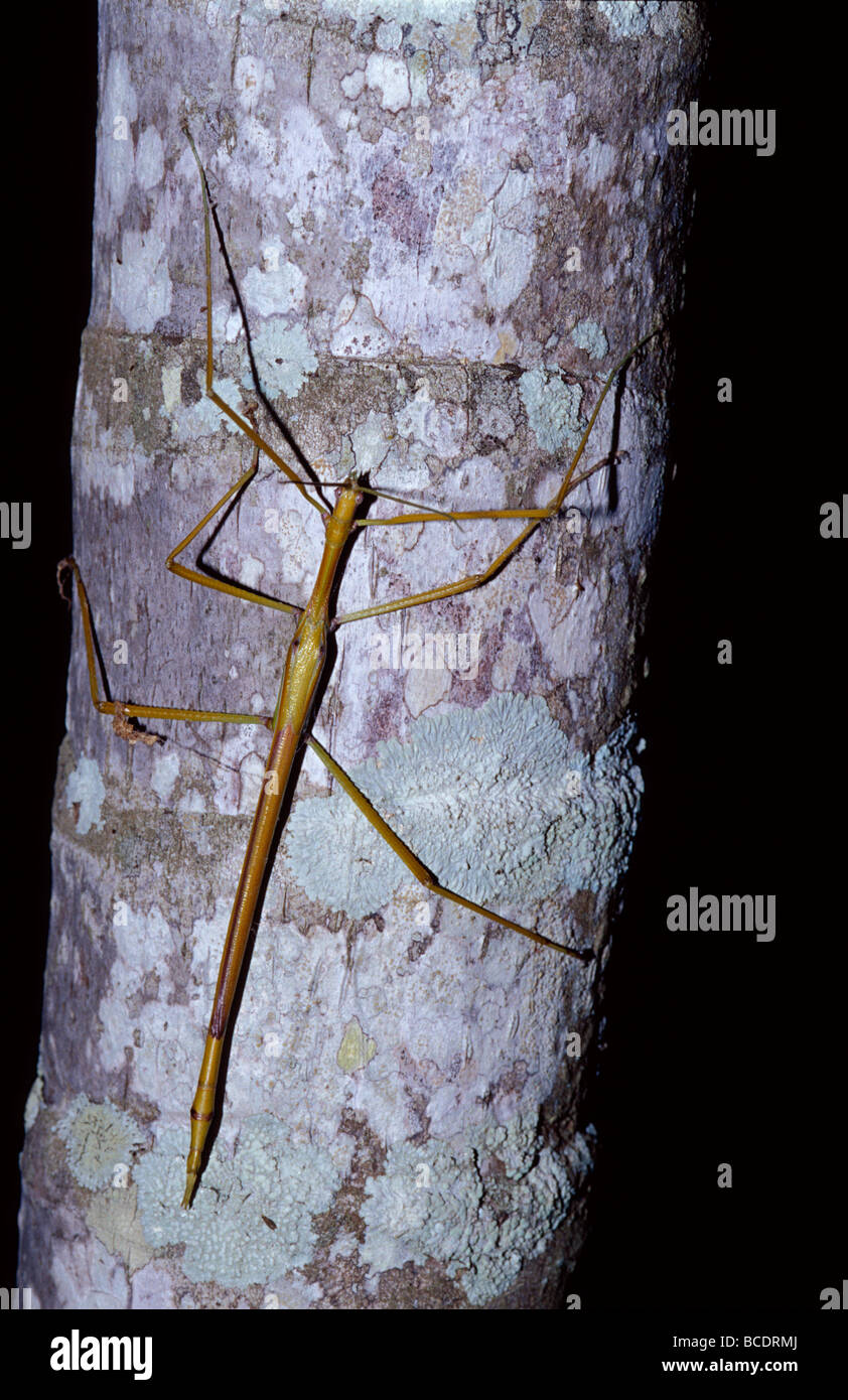 Family phylliidae hi-res stock photography and images - Alamy