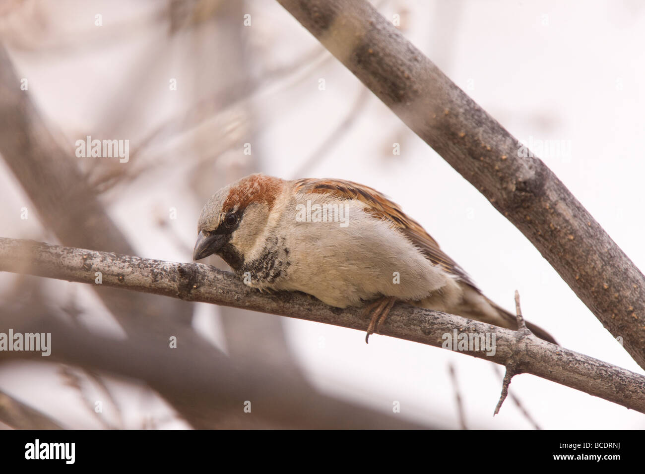 Female house sparrow in flight hi-res stock photography and images - Alamy