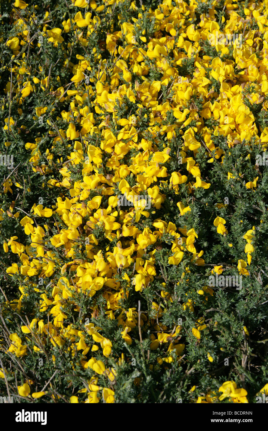Petty Whin, Genista angelica, Fabaceae. A British Wild Flower Growing ...