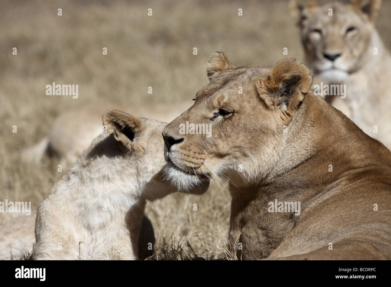 Head shot of a Female Lioness lion Stock Photo - Alamy