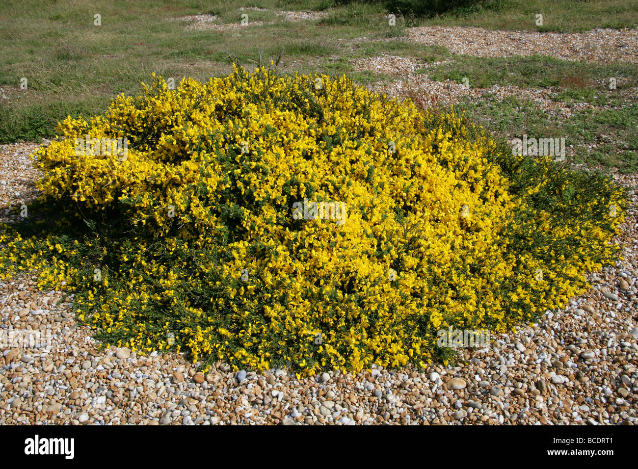 Petty Whin, Genista angelica, Fabaceae. A British Wild Flower Growing ...