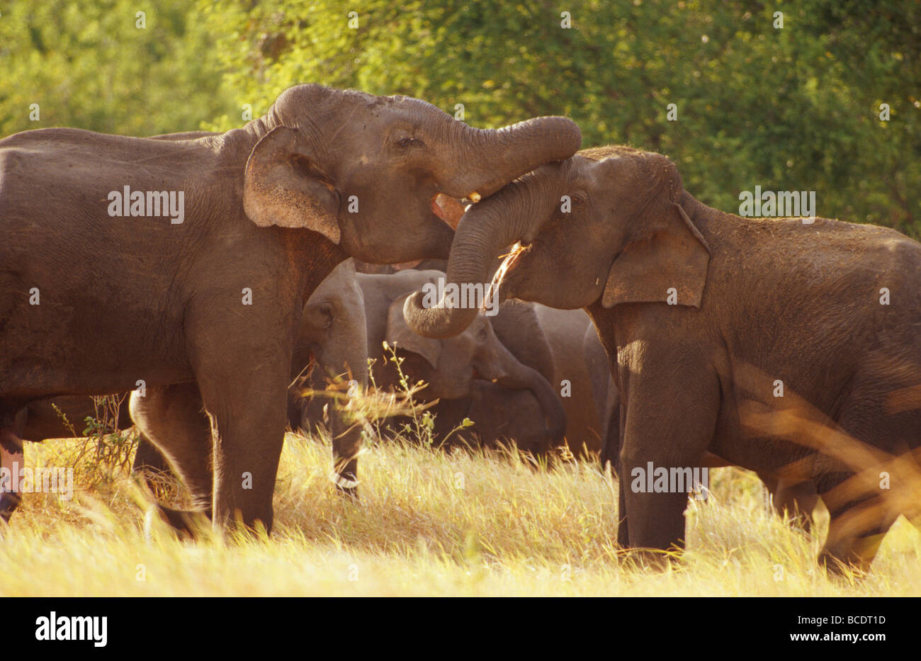 Sri lankan elephant communication hi-res stock photography and images ...