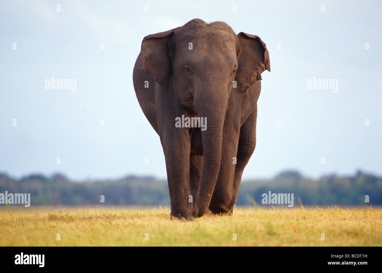 A large endangered Asian Elephant marches across the floodplain Stock ...