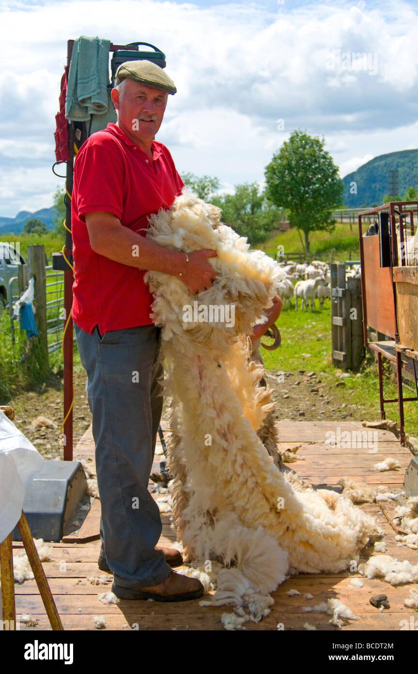 Rolling the wool fleece before bagging the crop ready for market Stock ...