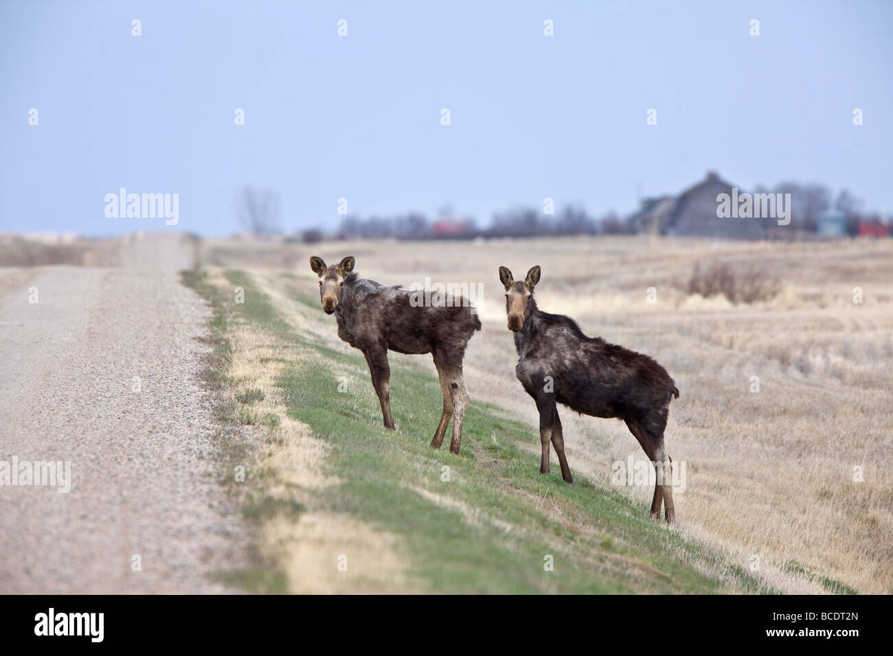 Moose antlers in road hi-res stock photography and images - Alamy
